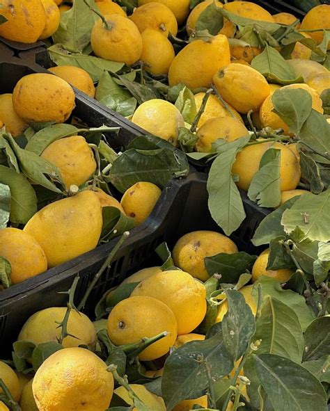 Julia Paris Style 🕊️ On Instagram Postcards From Nice 🧺 🍋 Mercari Yellow Lab Puppies