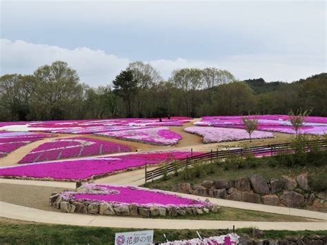 花追い旅：flower Village 花夢の里 ①（広島県世羅郡世羅町） Fwssのえっさんブログ