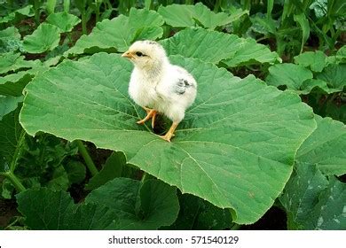 Tiny Hard Cock Royalty Free Images Stock Photos Pictures Shutterstock