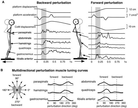 Dimensional Reduction In Sensorimotor Systems A Framework For