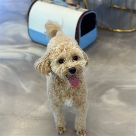 말티푸 루이 포메라니안특징 푸들특징 토이푸들특징 골든리트리버특징 래브라도리트리버특징 닥스훈트특징 도베르만특징 말티치특징 말티폼특징 보더콜리특징 프렌치불독특징 빠삐용특징