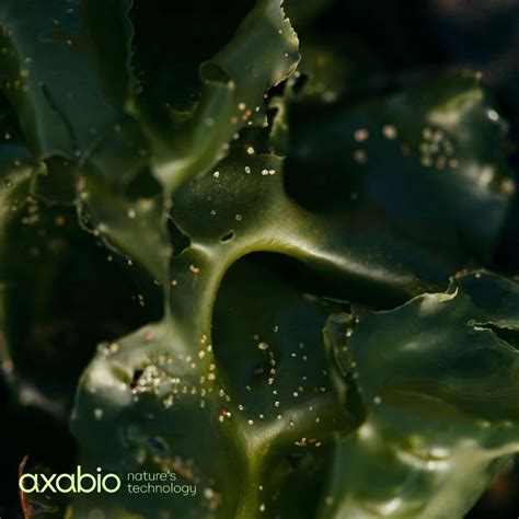 Natural Vs Synthetic Astaxanthin Which Is Better For Your Health Natural Vs Synthetic Astaxanthin Which Is Better For Your Health