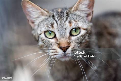 뉴 올 리 언 즈 루이지애나 구걸에 보도 거리에 녹색 눈 매크로 근접 촬영으로 길 잃은 줄무늬 고양이 가축에 대한 스톡 사진 및 기타 이미지 Istock