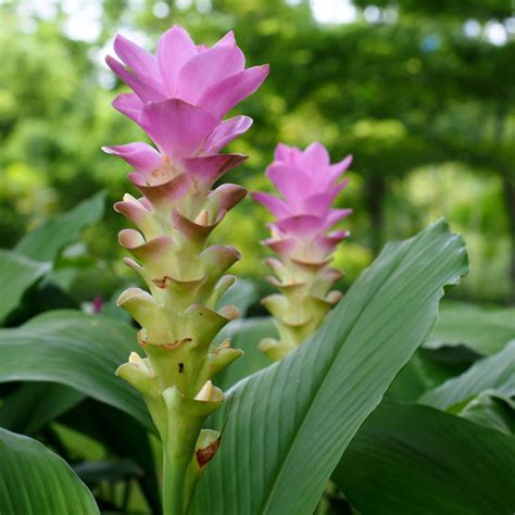 Common Turmeric Curcuma Longa Picturethis
