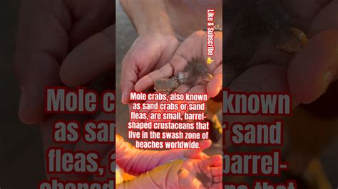 Mole Crab Vs Sand Flea Are They The Same Expert Guide