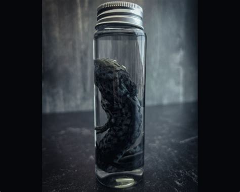 Tiger Salamander Wet Specimen Fluid Preserved Lizard Reptile Etsy