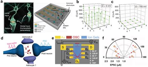Biomimetic Neural Functionality Of Homeostatic Plasticity And