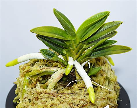 Yahooオークション 蘭遊園 富貴蘭『翠扇』3本子付き花芽付 風蘭 春