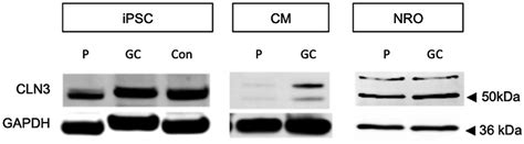 Protein Samples From Undifferentiated Ipsc 4‐week Cm And 5‐week Nro Download Scientific