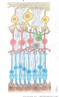Visual System Diagram Quizlet Visual System Diagram Quizlet