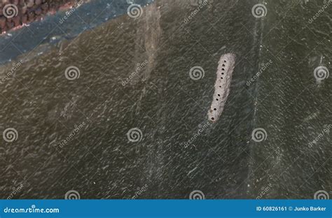 Pollen Wasp Nest On Building Foundation Stock Image Image Of Nests Nature 60826161