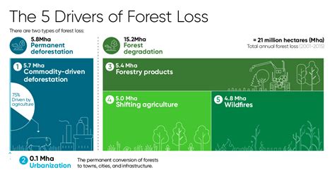Visualizing The Five Drivers Of Forest Loss