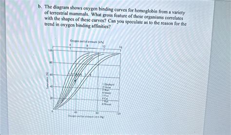 Solved A In Marine Diving Mammals Muscle Is Extremely Rich