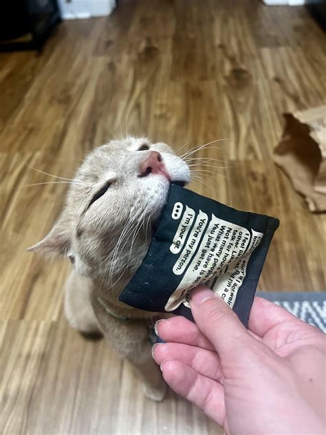 The Catnip Is Hitting Different Today R Orangecats