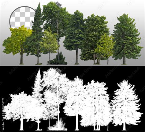 Row Of Green Trees And Pines Tree Line Isolated On Transparent Background Forestscape High