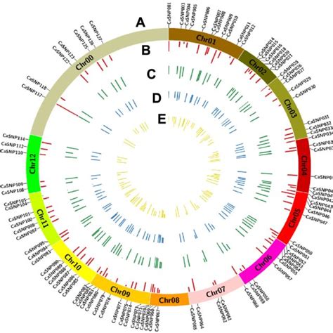 Characteristics Of The Perfect Snps Used To Genotype Pepper Varieties