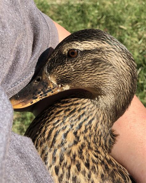 My Precious 🦆 Scrolller