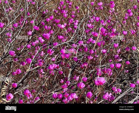 Ruby Chalice Clarkia Clarkia Rubicunda Stock Photo Alamy
