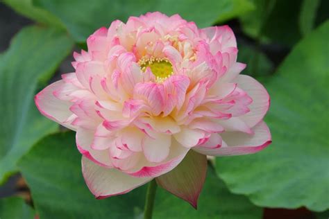 名贵荷花十大品种 中荷花品种大全 名贵的荷花品种图片 第2页 大山谷图库