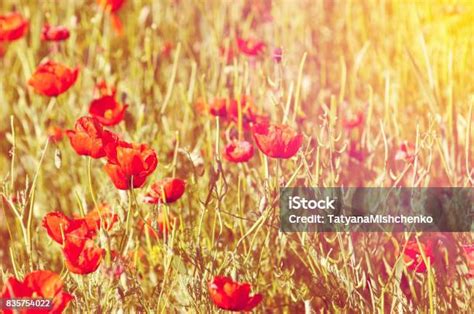 양 귀 비 꽃입니다 화려한 꽃 밀키 Sap와 둥근된 씨앗 캡슐 초본 공장 많은 양 귀 비 알 카 로이드를 포함 하 고 마약 모