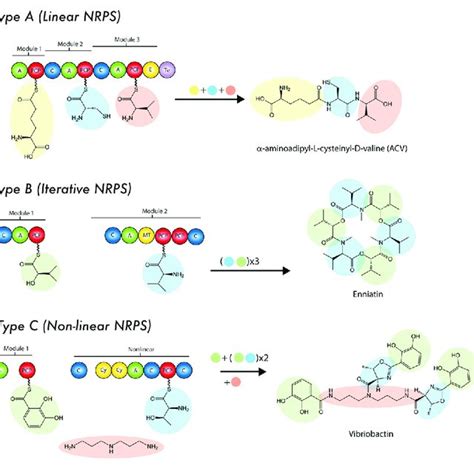 Mode Of Biosynthesis Of Polyketide Synthases For Details See The Download Scientific Diagram