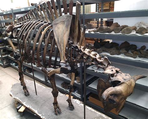 Bison Antiquus Fossil Buffalo Pleistocene Nebraska Usa 1 A Photo
