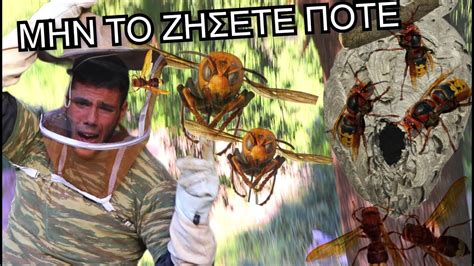 ΜΑΣ ΕΠΙΤΕΘΗΚΑΝ ΟΙ ΓΙΓΑΝΤΙΕΣ ΙΑΠΩΝΙΚΕΣ ΣΦΗΚΕΣ ΤΗΣ ΕΛΛΑΔΑΣ Youtube