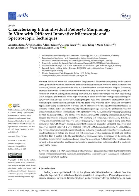 Pdf Characterizing Intraindividual Podocyte Morphology In Vitro With Different Innovative