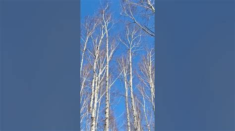 정선 자작나무 숲⛰️하얀 자작나무와 파아란 하늘 Youtube