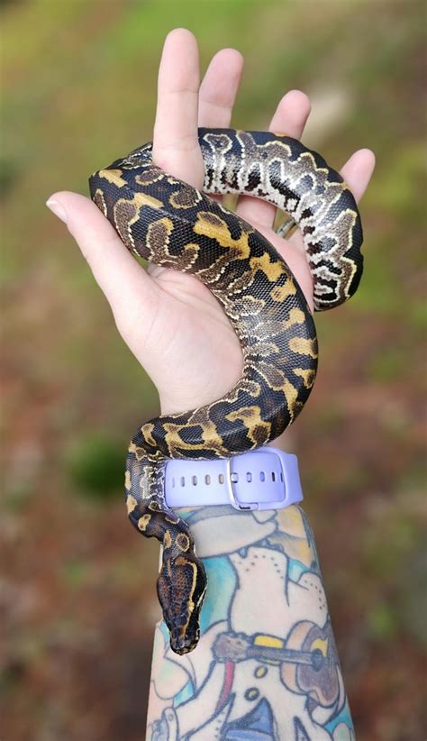 This Girl Has Arrived Ball Python X Sumatran Python Her Eyes Are