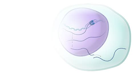 Messenger Rna Mrna