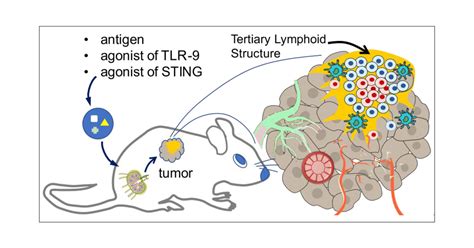 Nanovaccines Fostering Tertiary Lymphoid Structure To Attack Mimicry