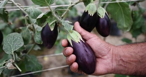 Чим та як потрібно удобрювати баклажани Читайте на Ukr Net