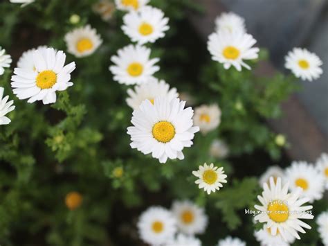 마가렛 데이지 꽃 키우기 사스타데이지 꽃말 네이버 블로그