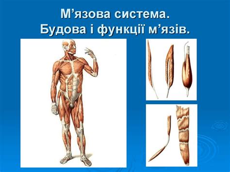 Мязова система Будова і функції мязів Online Presentation