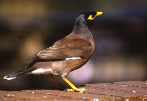 The Lethal Hammerhead Worm Critter Science