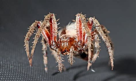 Cross Orb Weaver R Wildlifephotography