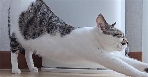 A Streching Cat Album On Imgur
