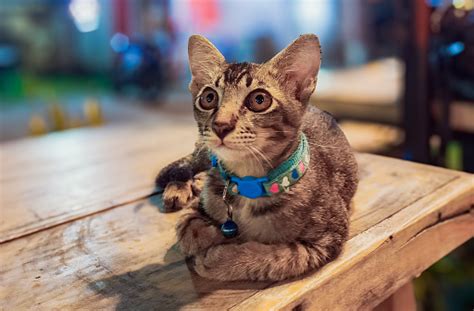 이 이미지는 고양이의 평화로운 본성과 어떤 환경에도 평온함을 가져다주는 능력을 축하하면서 차분함과 부드러움을 불러일으킵니다 0명에 대한 스톡 사진 및 기타 이미지 Istock