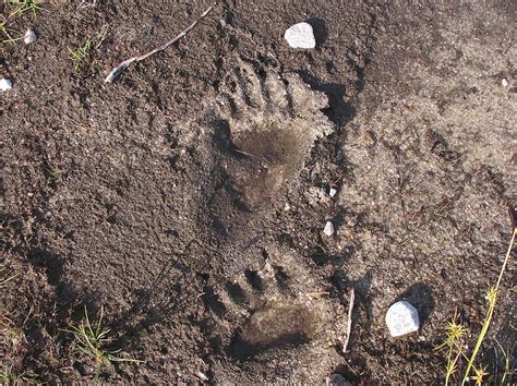 Empreintes Dours Bear Tracks Au Bord Du Lac Marée Bass… Flickr