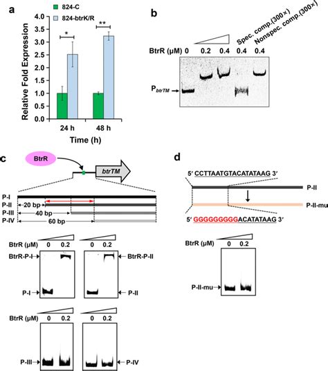 Direct Regulation Of Btrr On The Abc Type Transporter Btrtm