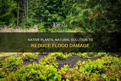 Native Plants Natural Solution To Reduce Flood Damage ShunCy