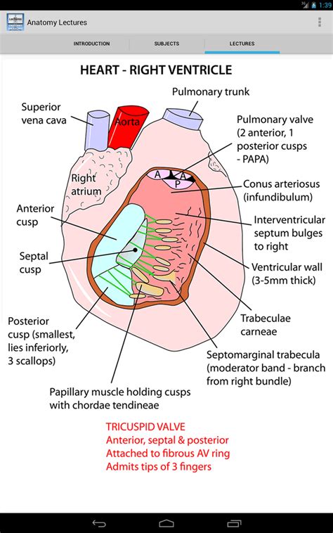 Anatomy Lectures Apk For Android Download
