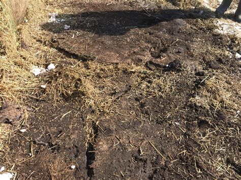 Rat On Rats Report Observations Of Rats In Alberta