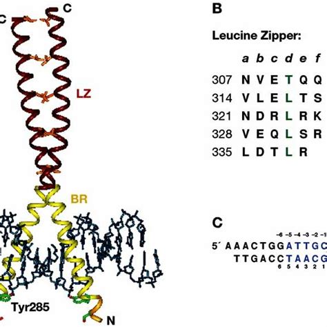 A Overall Structure Of The C Ebp Bzip Dna Complex Pdb Code 1nwq Download Scientific
