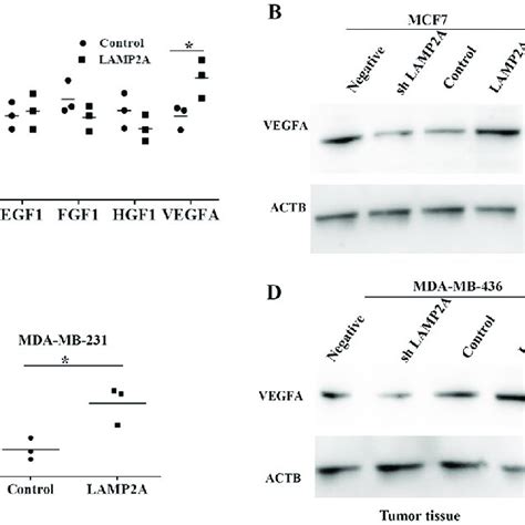 Cma Promoted Vegfa Expression Of Breast Cancer Cells A Vegfa Mrna