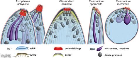 Apicomplexans Plasmodium