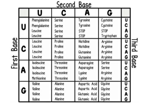 Amino Acid Codon Chart Second Base U C A G Phenylalanine Serine