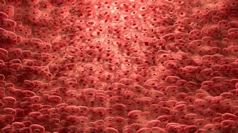 Better Understanding The Heart Cell By Cell Atlas Of The Human Heart