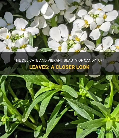 The Delicate And Vibrant Beauty Of Candytuft Leaves A Closer Look Shuncy